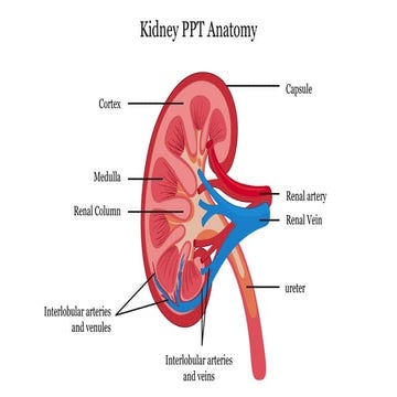 703541-Kidney PPT Anatomy.pptx