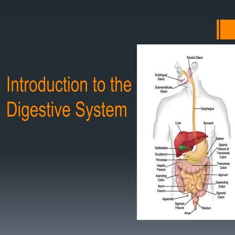 Digestion in monogastric animal and hormonal control | PPT
