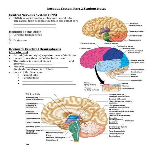Neurology, neuroanatomy, neuroscience, neurobiology | PDF