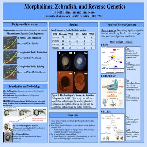 UROP Showcase Poster | PDF