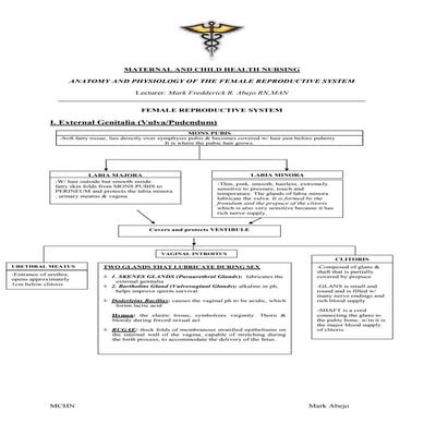 Anatomy Reproductive System | PDF