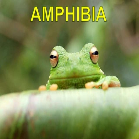 Anfibi | PPTX