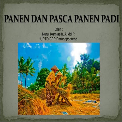 730425370-4-PPT-Panen-Dan-Pasca-Panen-Padi-Nurul.ppt