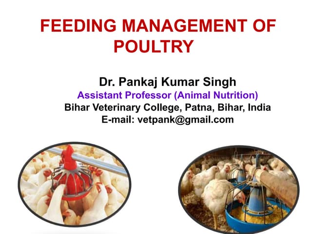 Brooding in poultry | PPTX