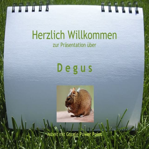 Degu | DOC