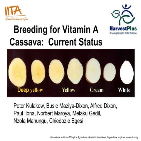 Breeding for Vitamin A Cassava: Current Status | PDF