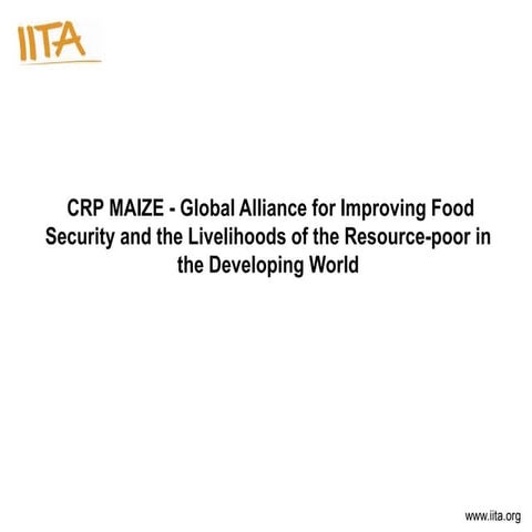 CRP MAIZE - Global Alliance for Improving Food Security and the ...