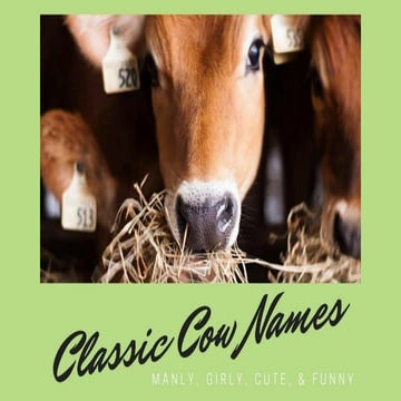 75 classic cow names | PDF