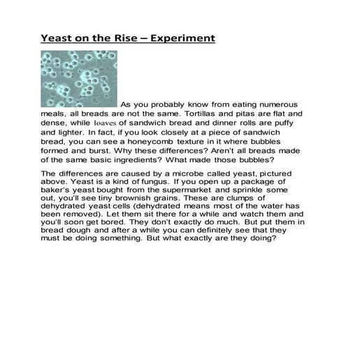 Yeast on the Rise experiment | DOCX