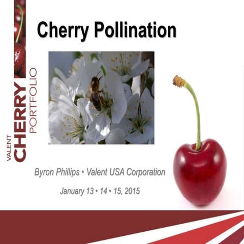 Cherry Pollination FINAL | PPTX