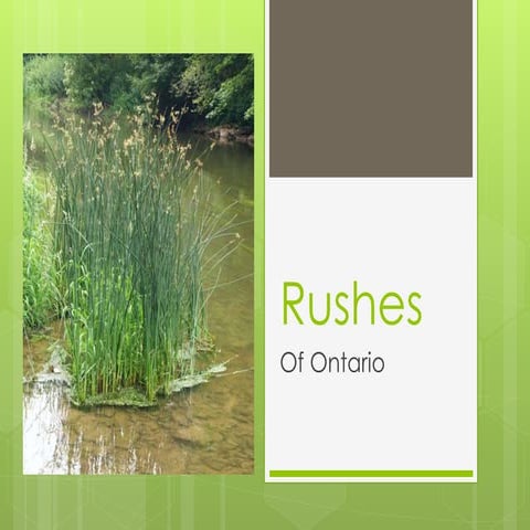 Rush Presentation | PPTX