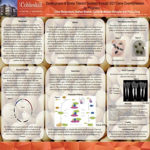 Maize poster | PPT