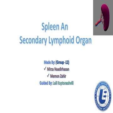 786 spleen immunity and microbiology | PPTX