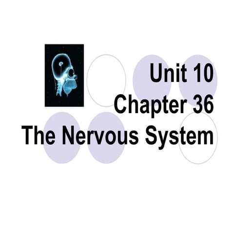 Physiology of the central nervous system 2 | PPT