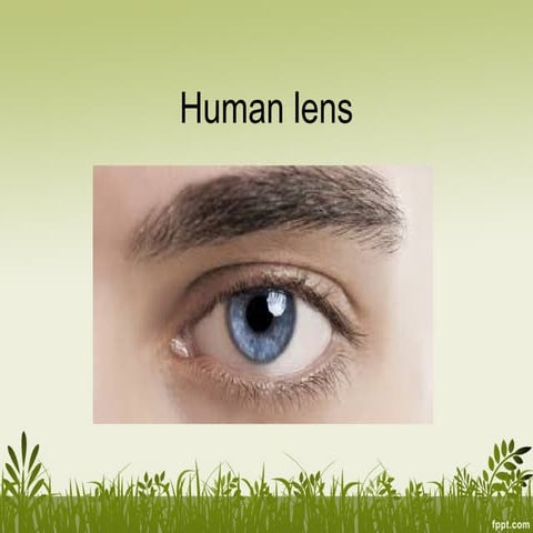 lens | PPT