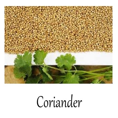 Coriander | PPTX