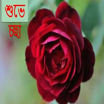 Chicken rearing practices and methods.pptx