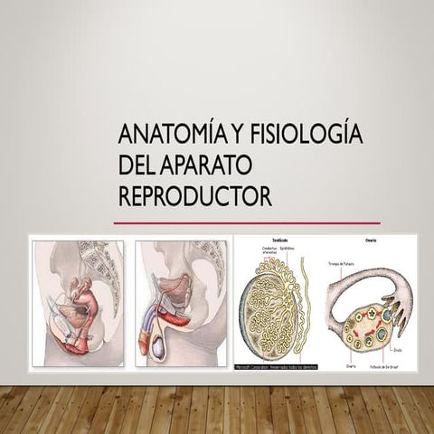 6) APARATO REPRODUCTOR FEMENINO Y MASCULINO.pdf