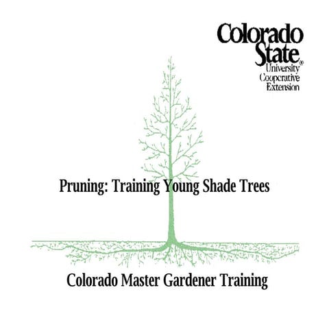 7b Pruning Young Trees | PPT