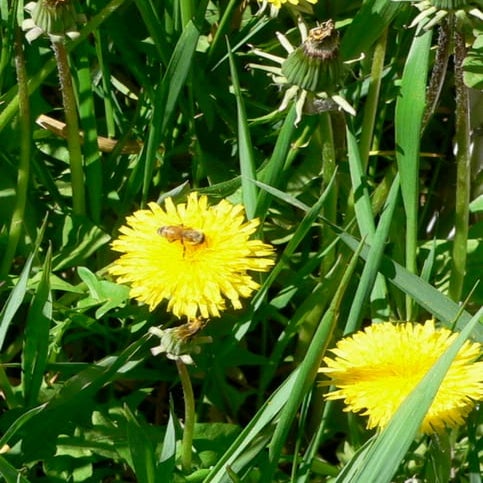 7) bees earliest major food source | PDF