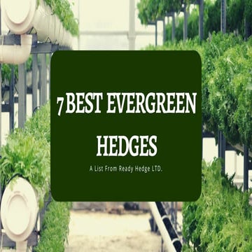 7 Best Evergreen Hedges.pdf