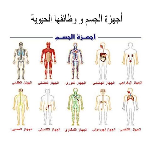 7 Body systems and functions.ppt