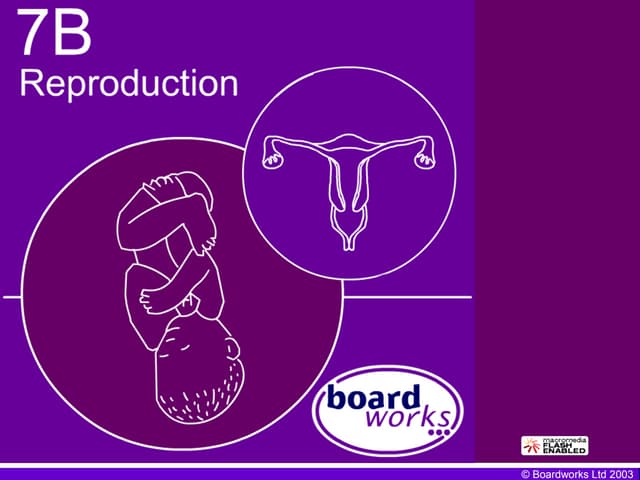 8 b respiration (boardworks) | PPT