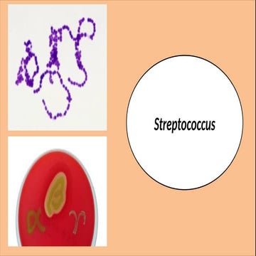 Enfermedades estreptoccicas | PPTX