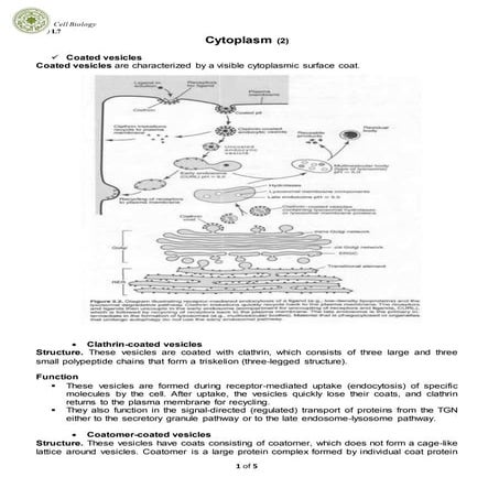 Cytoplasm 2 | PDF