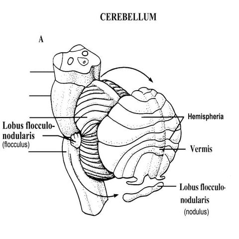 7 cerebelluma | PPT | Brain and Nervous System Disorders | Diseases and ...