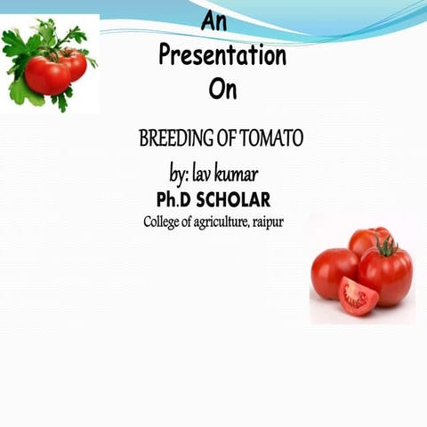 Tomato Breeding | PPTX