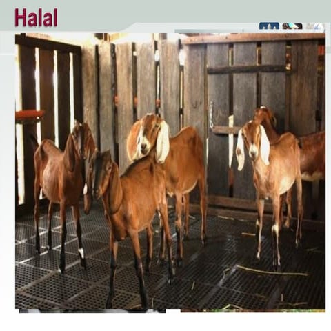 Raising goats the Halal way - RS_Hechanova | PDF