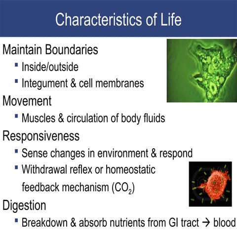 7 Homeostasis in our daily lives & social life | PPT