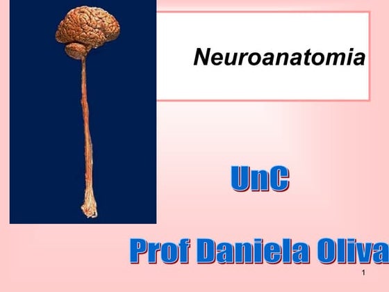 Medresumos 2016 Neuroanatomia 09 Estrutura E Funções Do Cerebelo Pdf