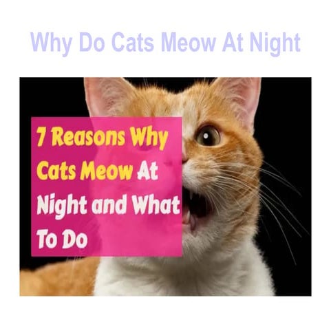 WHY DO CATS MEOW AT NIGHT ? | PPT