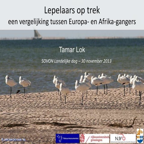 Lepelaars op trek - Tamar Lok (RUG) | PPTX