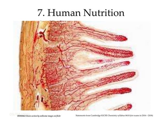 Combined sci b4 syllabus | PPT | Digestive Disorders | Diseases and Conditions