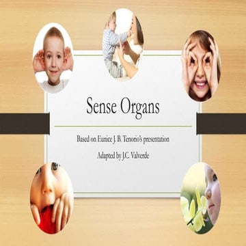 Different types of sense organ