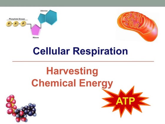 03.7 biochemistry - cellular respiration | PPT