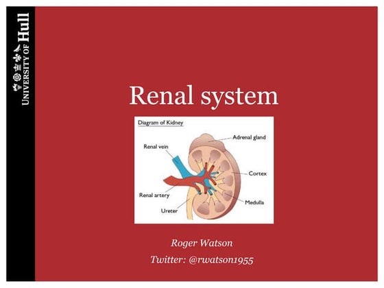 Renal System Anatomy | PPTX