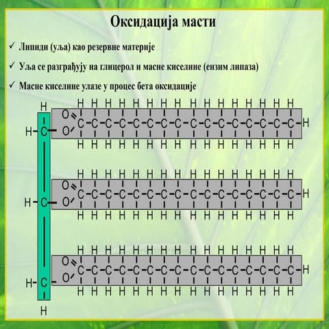 8. Oksidacija masti, glioksilatni ciklus, glukoneogeneza | PPTX