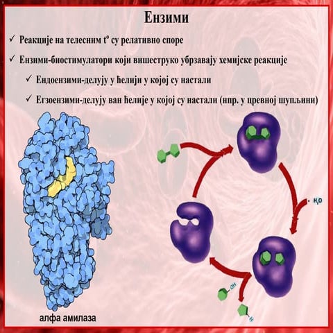 8. Enzimi i vitamini | PPTX