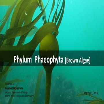 Phylum Phaeophyta, Rhodophyta & Chlorophyta - Multicellular aglae | PPTX