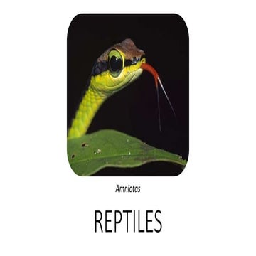 Reptiles | PPT