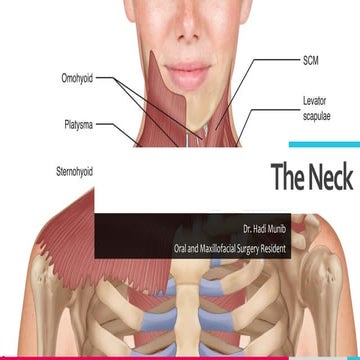 The Neck | PPT