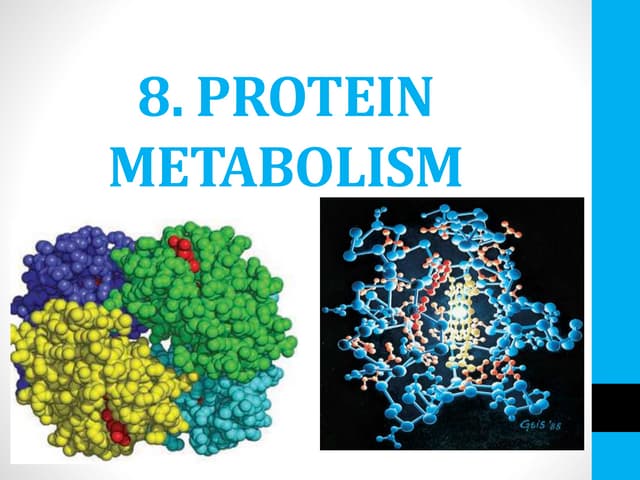 Digestion and absorption of proteins | PPSX