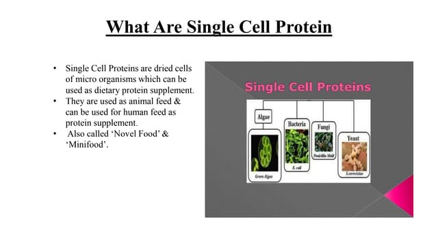 Single Cell Protein - Slideshare PPT | PPTX