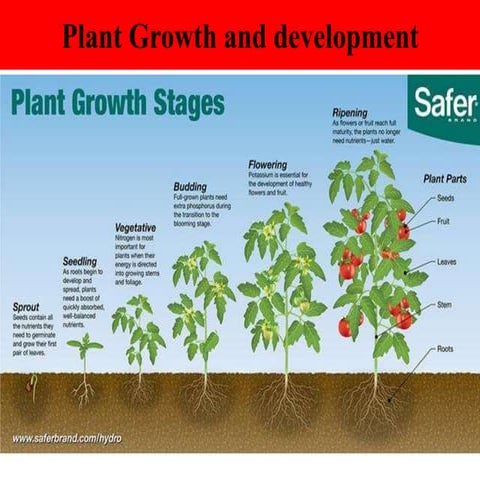 8. Plant growth and development and dormancy.pptx