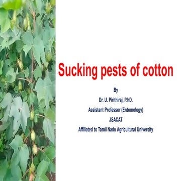 Pests of cotton_Sucking_Pests_Dr.UPR.pdf