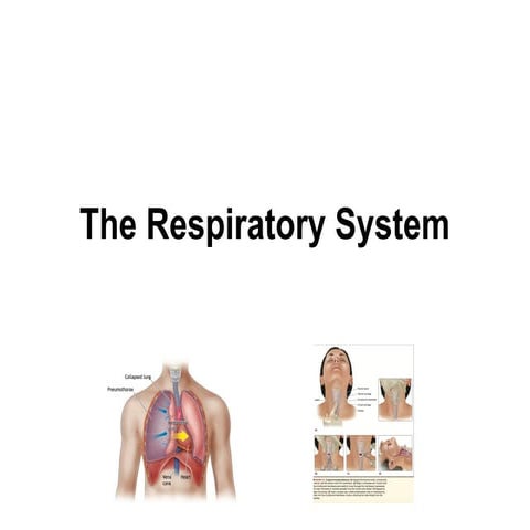 8. Respiratory System anatomy and physiology.pptx